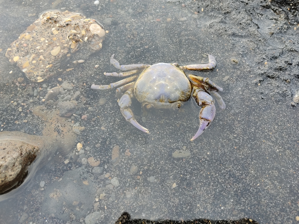 Mediterranean Freshwater Crab in November 2020 by Hansmichael ...