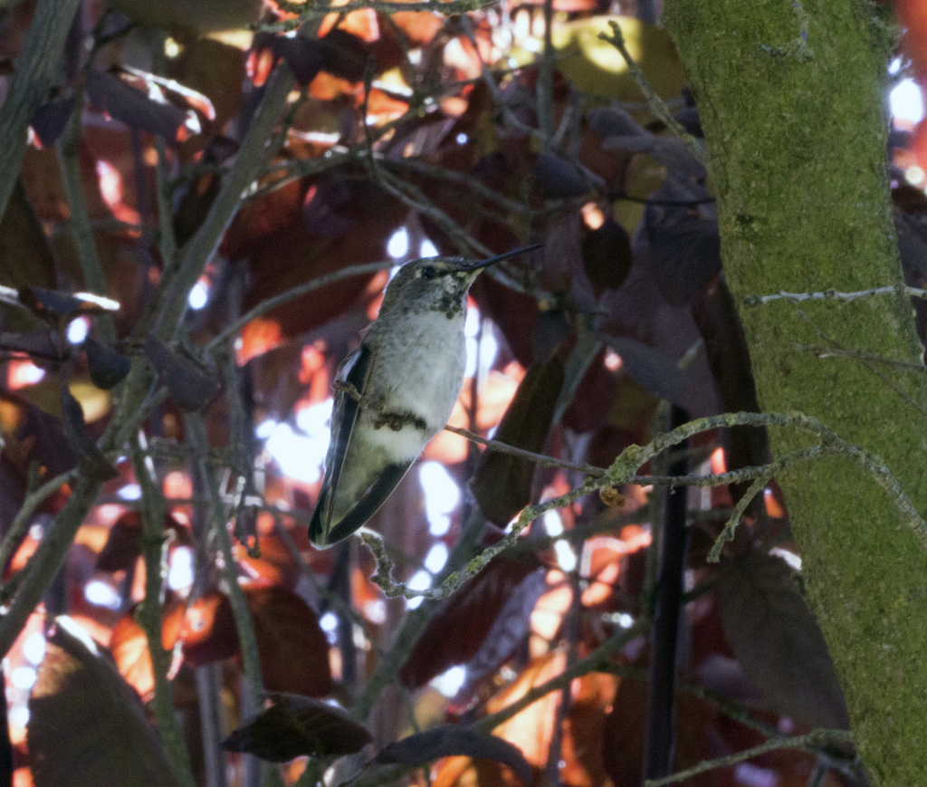 Anna's Hummingbird from Wildhorse Golf Club, Davis, CA, USA on ...
