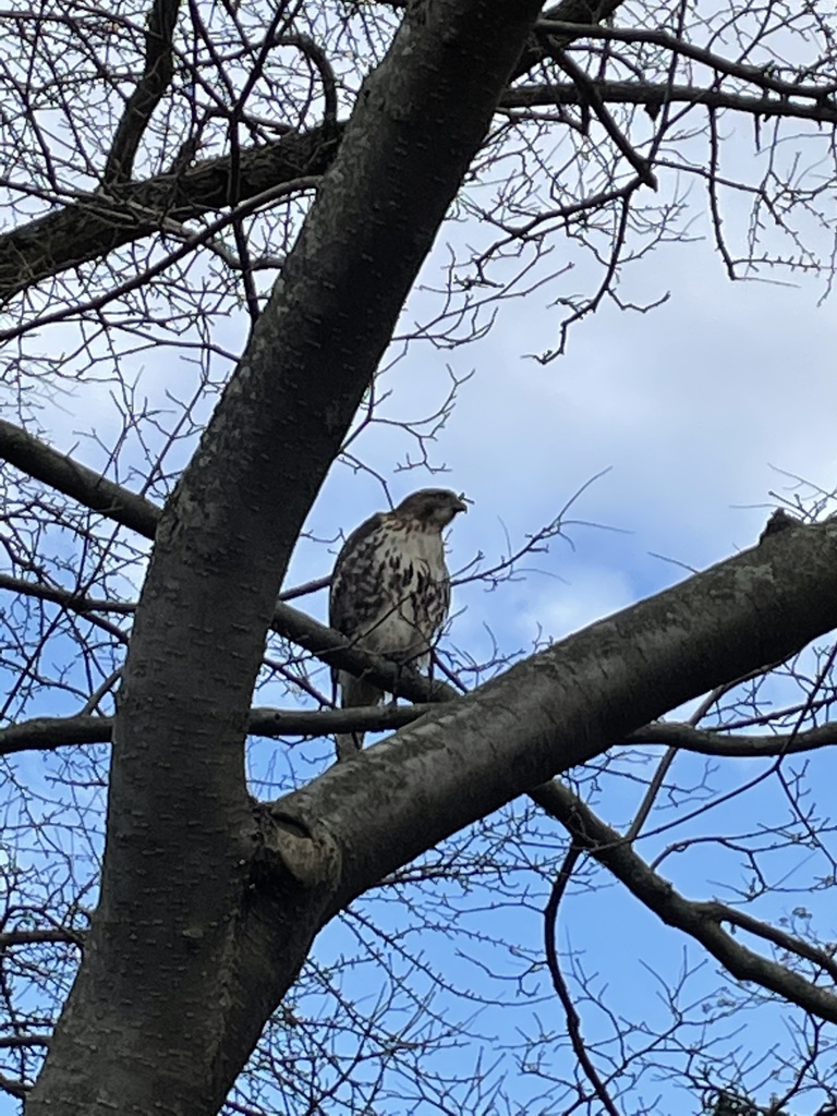 Red-tailed Hawk from Mount Auburn Cemetery, Watertown, MA, US on ...