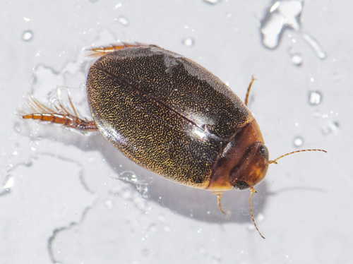 Graphoderus liberus · iNaturalist United Kingdom