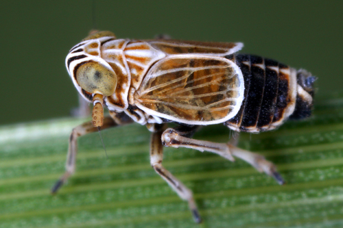 Genus Nothodelphax · iNaturalist