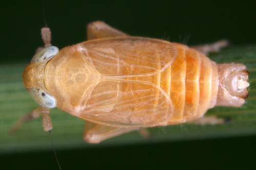 Xanthodelphax xantha · iNaturalist