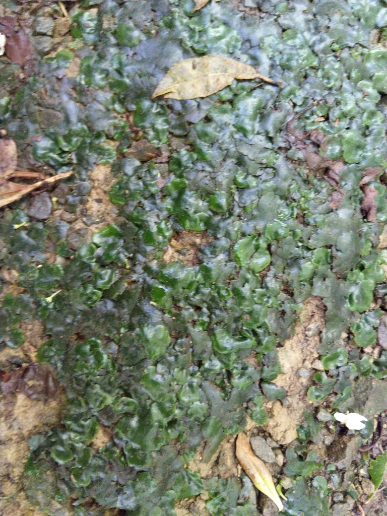 Monoclea forsteri from Karori, Wellington 6012, New Zealand on November ...