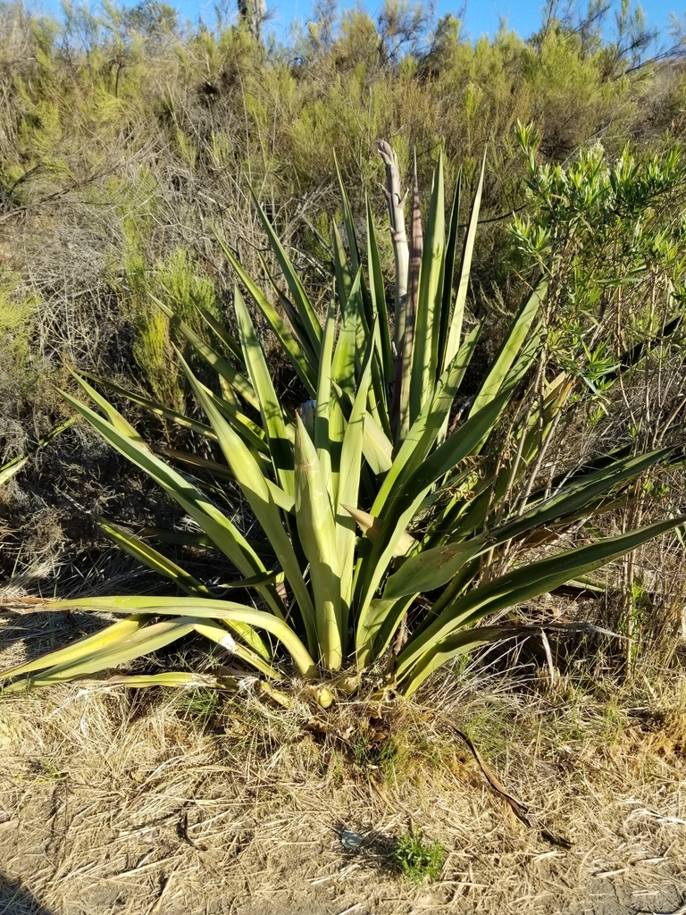 Mauritius hemp from La Mesa, CA 91942, USA on November 25, 2020 at 08: ...