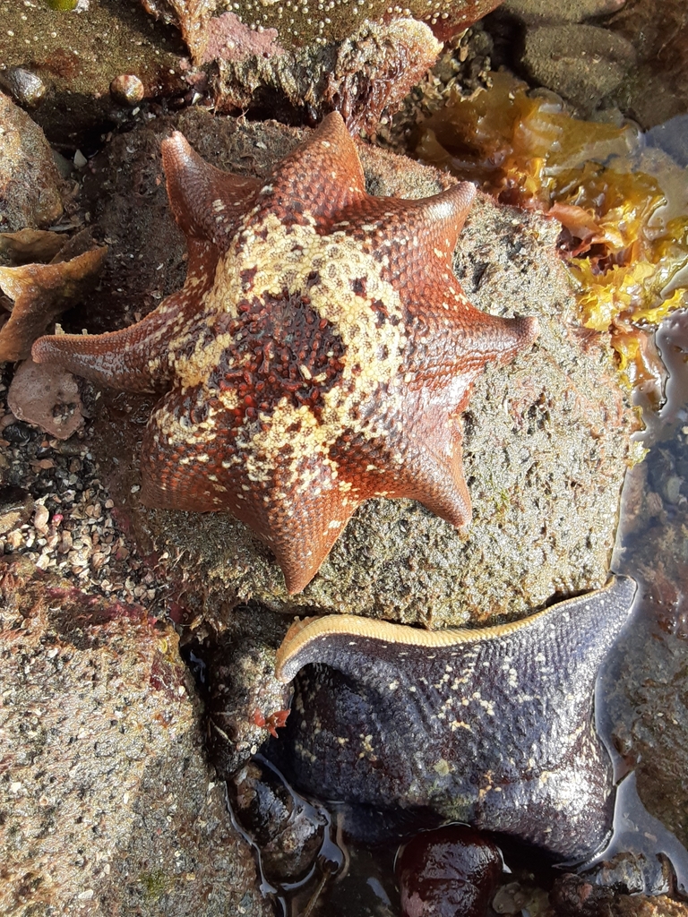 Bat Star from Haida Gwaii North, BC, Canada on May 7, 2020 at 08:10 AM ...