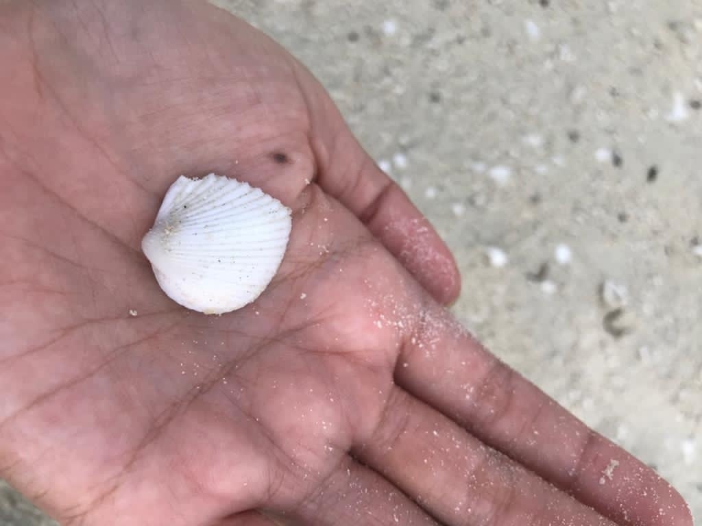 Strawberry Heart Cockle from Java, Citeureup, West Java, ID on November ...