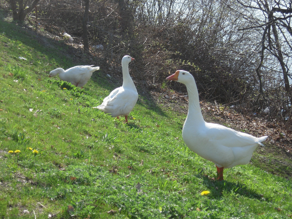 Domestic Greylag × Domestic Swan Goose from Boston, Massachusetts ...