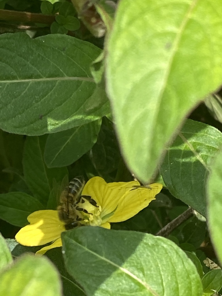 Western Honey Bee from Antigua Panamericana Sur, Departamento de Lima ...