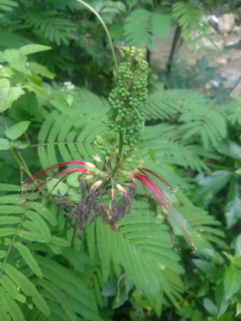 Calliandra houstoniana anomala from Santiago de los Caballeros, DO-ST ...