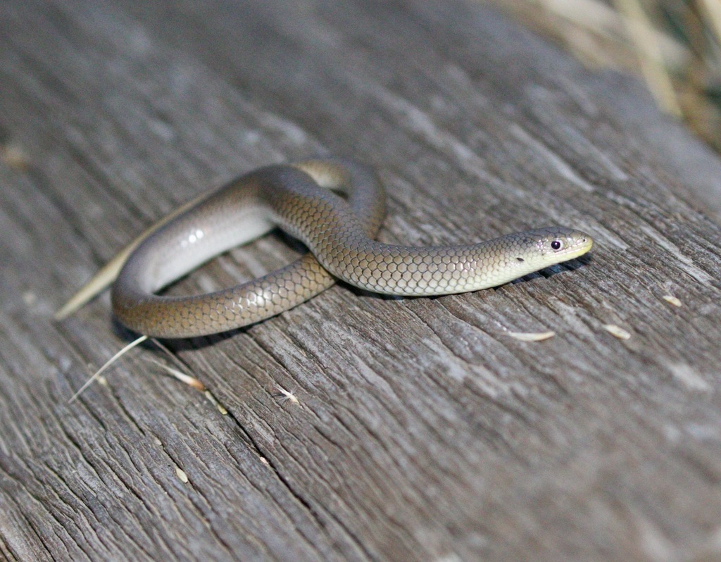 Patternless Delma from Terrick Terrick VIC 3575, Australia on November ...