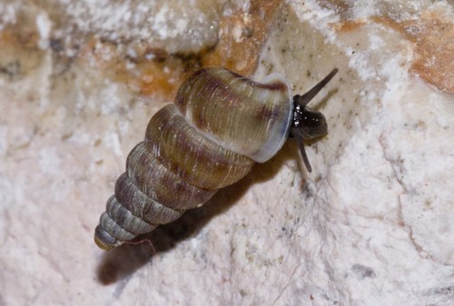 Cochlostoma conicum · iNaturalist