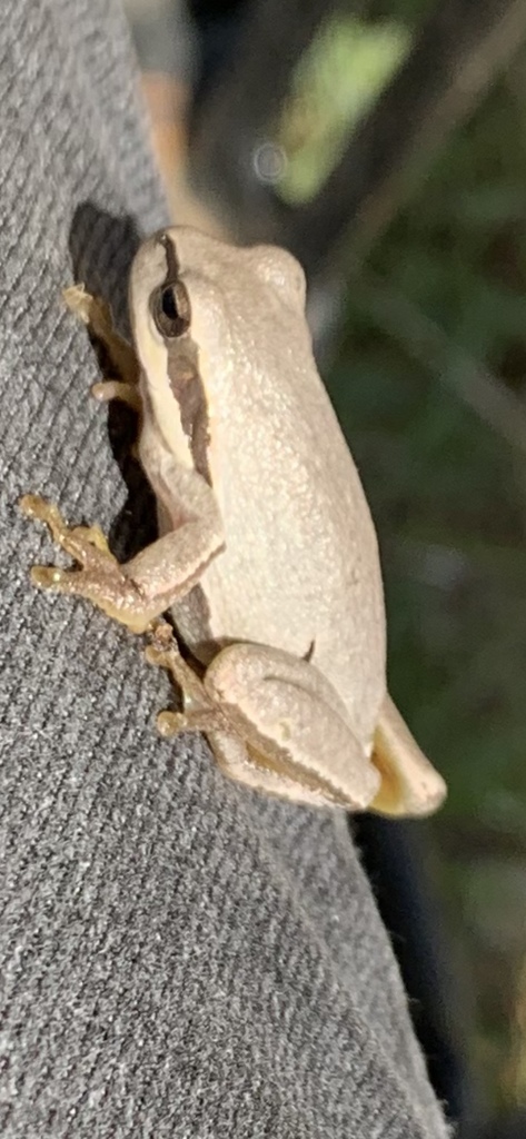 Eastern Tree Frog from Nisos Lesvos, Mytilene, Lesbos, GR on November ...