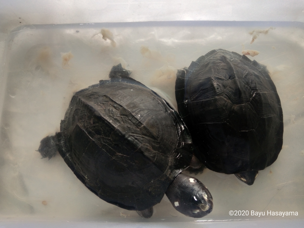 Black Marsh Turtle in November 2020 by Bayu Hasayama · iNaturalist