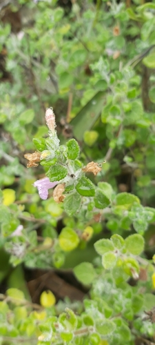 Hedeoma irvingii · iNaturalist