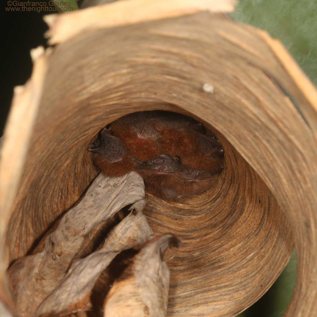 Peter's Disk-winged Bat from Drake Bay, Costa Rica on November 29, 2020 ...