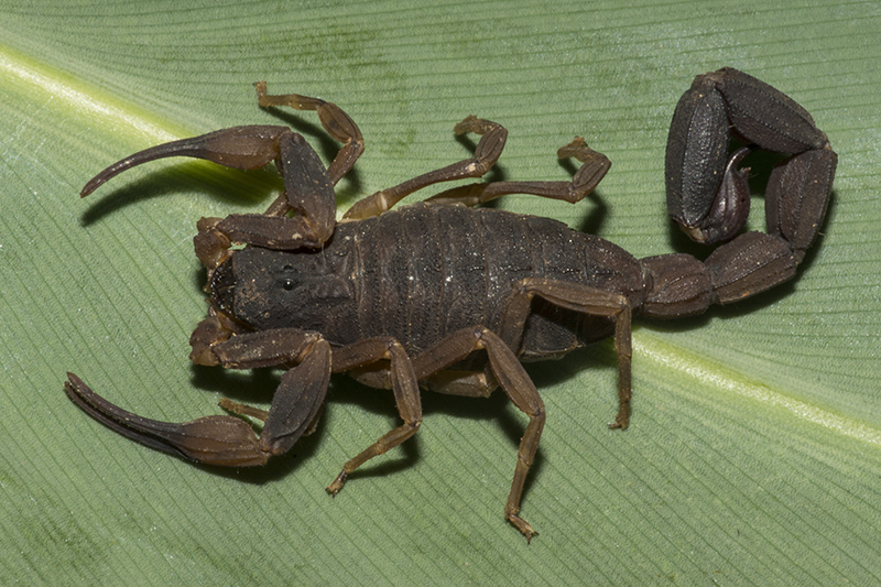 Tityus bahiensis from Jardim Araujo, Votorantim - SP, Brasil on April 6 ...