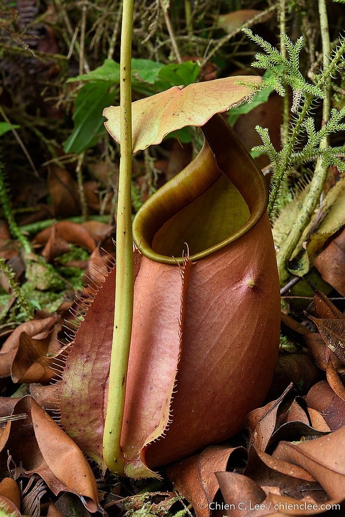 Fanged pitcher plant in May 2016 by Chien Lee · iNaturalist