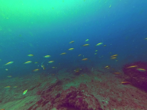 Ponyfish (Karalla daura) · iNaturalist