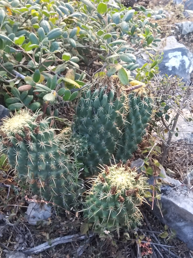Coryphantha glassii from El Carricillo on November 12, 2020 at 05:37 PM ...