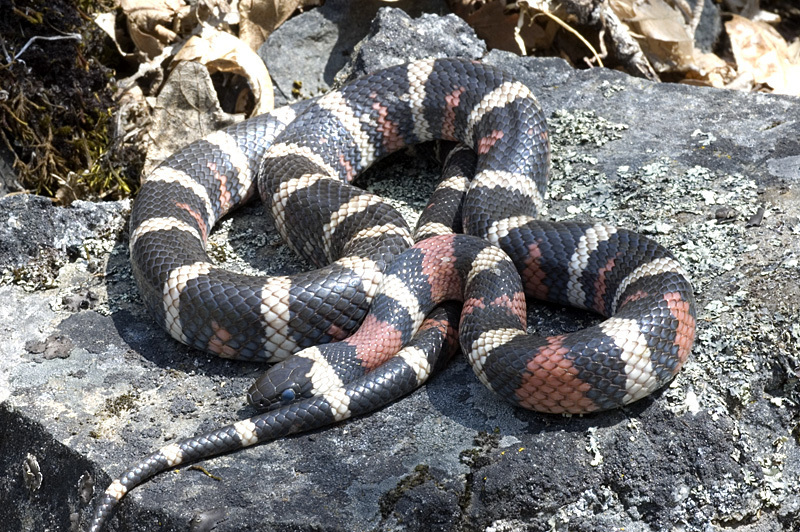 California Mountain Kingsnake in May 2009 by Andrew Gottscho · iNaturalist
