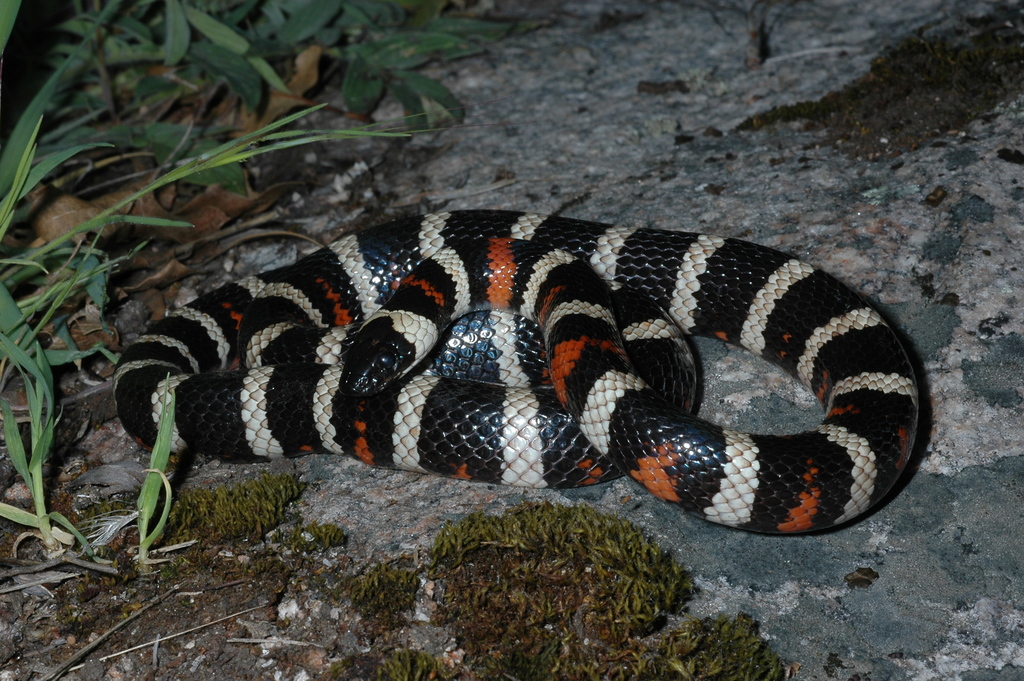 California Mountain Kingsnake in May 2010 by Andrew Gottscho · iNaturalist