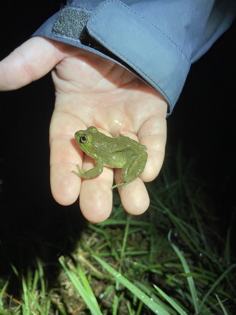 American Bullfrog from Little Sycamore Rd, Quincy, FL, US on November ...
