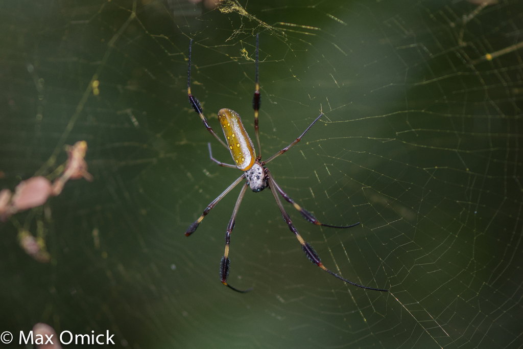 Golden Silk Spider in September 2017 by Max Omick · iNaturalist