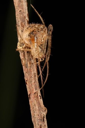 Mimetus testaceus · NaturaLista Colombia