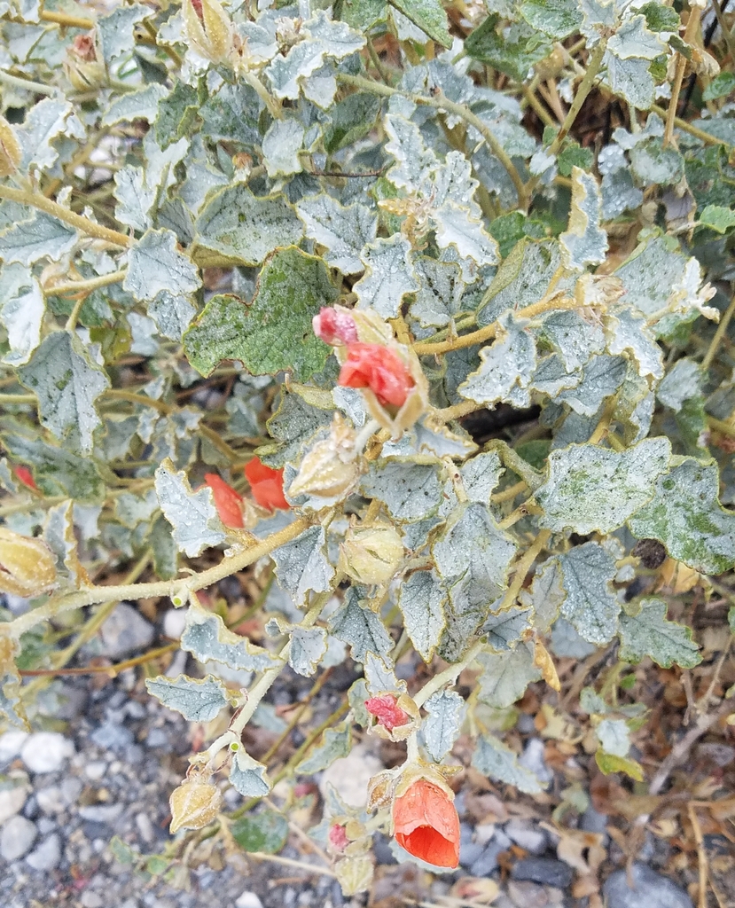 apricot mallow from García, N.L., México on November 29, 2020 at 08:08 ...