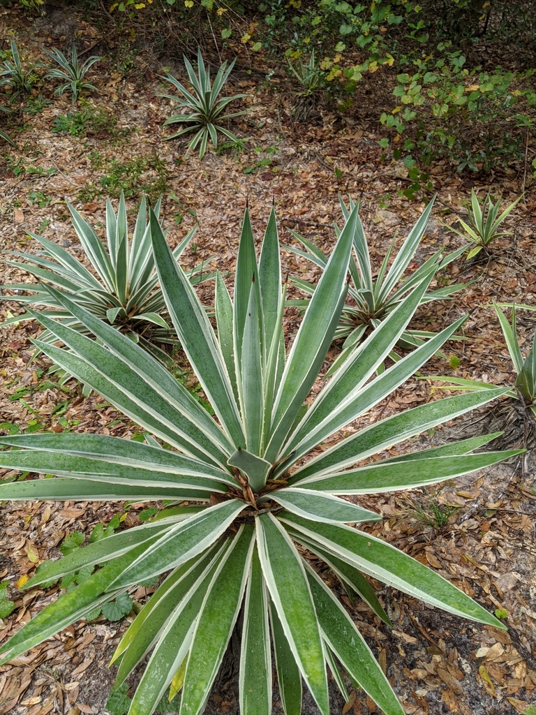 Caribbean Agave from Regency, Jacksonville, FL, USA on November 19 ...
