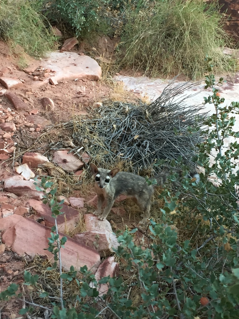 Ringtail from 89161, Las Vegas, NV, US on September 20, 2017 at 06:34 ...