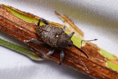 Curculio distinguendus · iNaturalist
