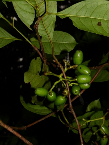 Neea macrophylla · NaturaLista Colombia
