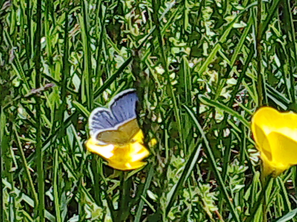 buttercups from 9200 Old Dominion Dr, McLean, VA 22102, USA on May 13 ...
