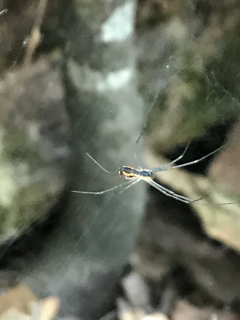 Filmy Dome Spider from 72543, Heber Springs, AR, US on September 21 ...