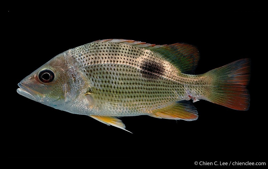 Golden Snapper from Petra Jaya, Kuching, Sarawak, Malaysia on August 16 ...