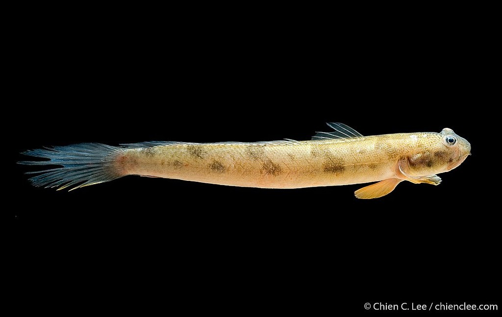 (Parapocryptes serperaster) - Marine Life Identification