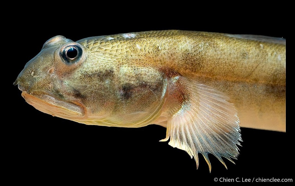 (Parapocryptes serperaster) - Marine Life Identification