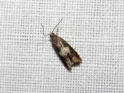 Epiblema inulivora · iNaturalist