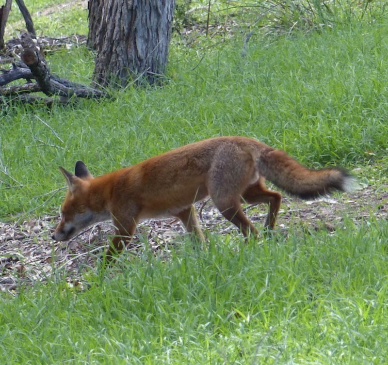 Red Fox from Black Range, NSW on March 17, 2020 at 01:38 AM by ...