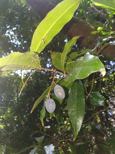 Veinless Mock-Olive (Notelaea johnsonii) · iNaturalist