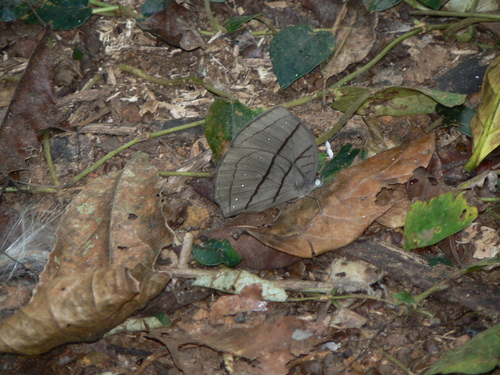 Common Blue-banded Bush Brown (Bicyclus ephorus) · iNaturalist