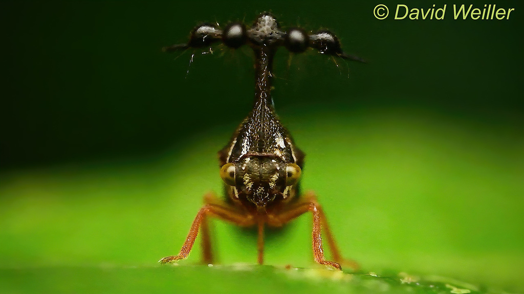 Globe-bearing Treehopper from Puyo, Équateur on December 2, 2018 at 09: ...