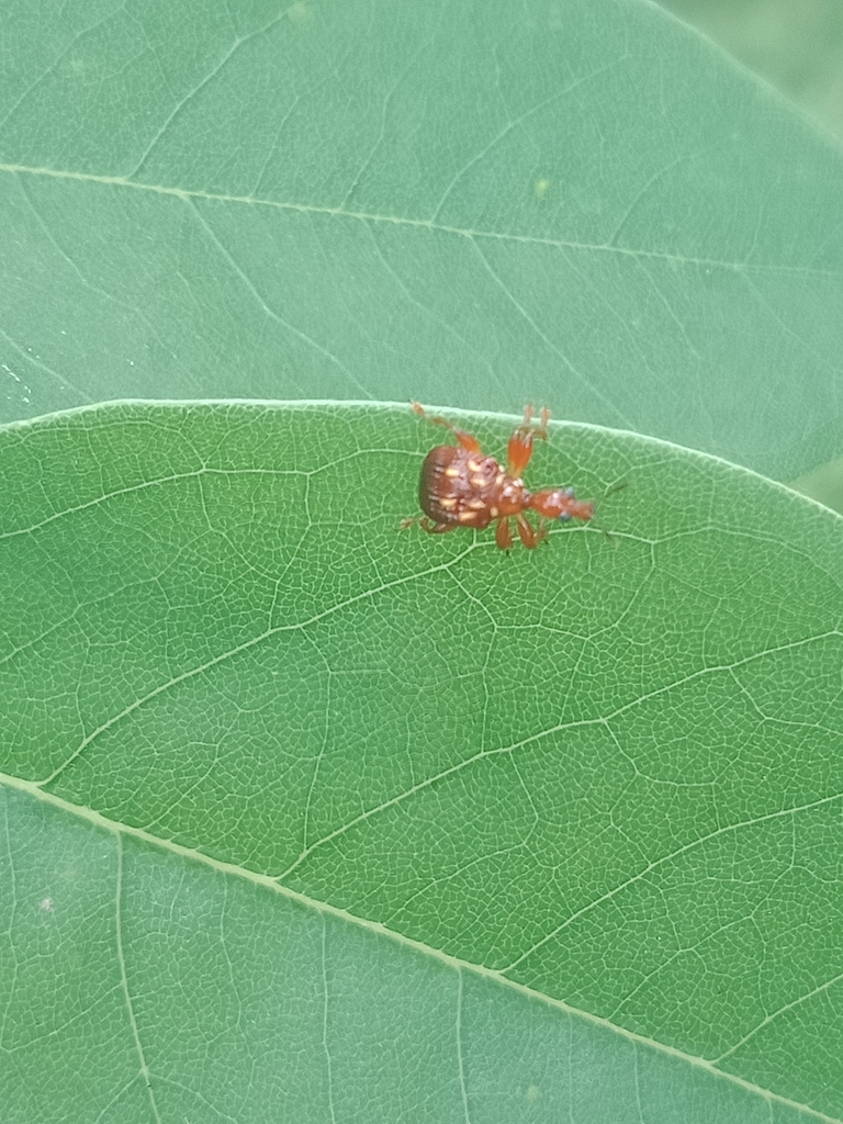 Apoderinae from Kamp.Pencut Jatiwaras, Jatiwaras, Tasikmalaya, Jawa ...