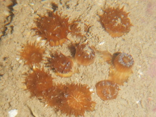 Genus Polycyathus · iNaturalist United Kingdom