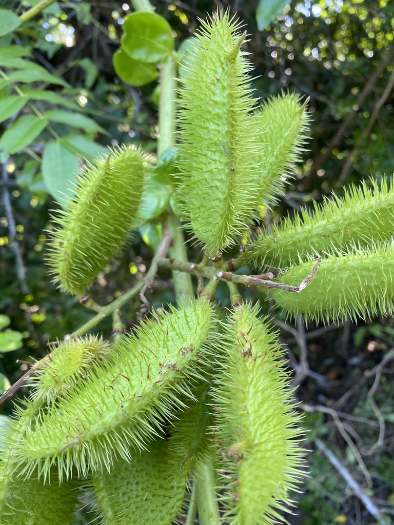 Nickernut from Everglades National Park, Homestead, FL, US on December ...