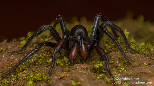 Heligmomerus jeanneli · iNaturalist