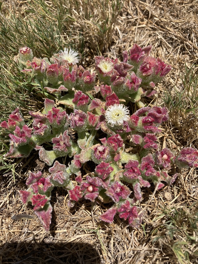 Crystalline ice plant from WC, ZA on December 2, 2020 at 11:21 AM by ...