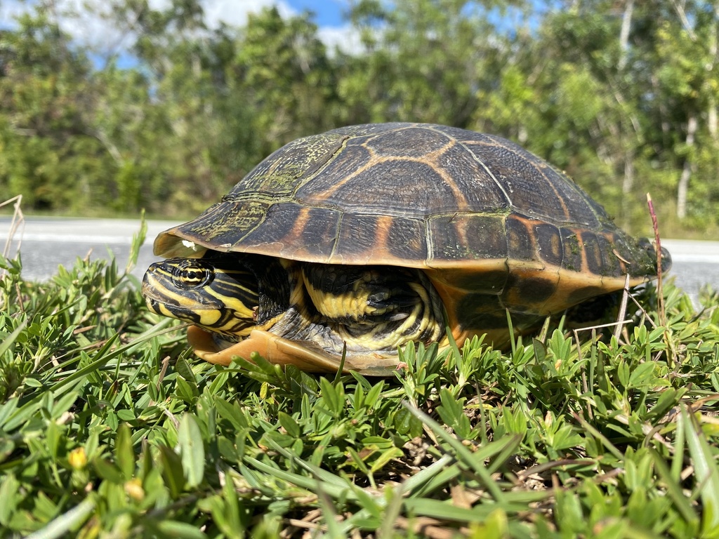 Florida Chicken Turtle in December 2020 by John Michael Arnett ...