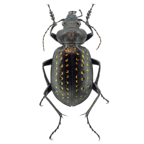 Fiery Hunter Beetle (Calosoma calidum) · iNaturalist United Kingdom